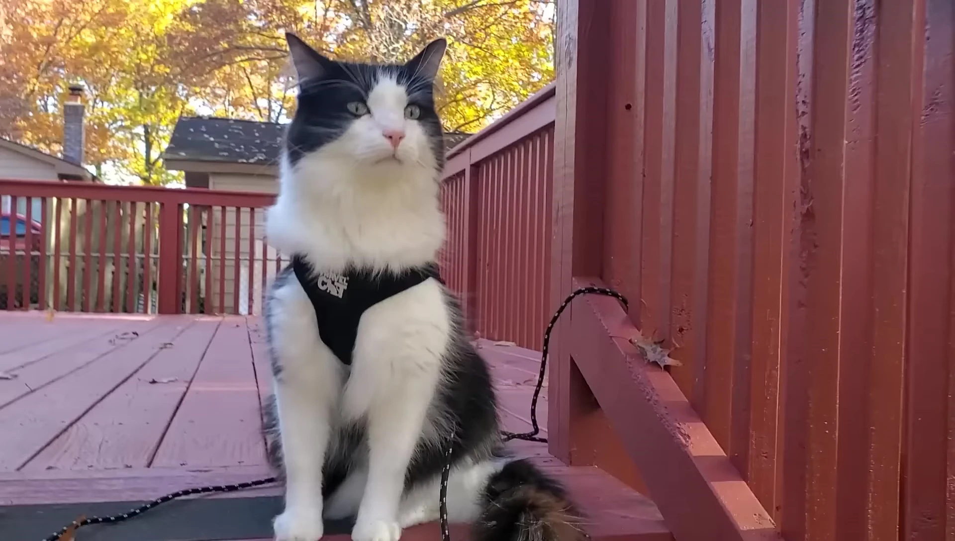 Unleash Your Creativity with DIY Cat Projects: Fun Ideas for Cats ...